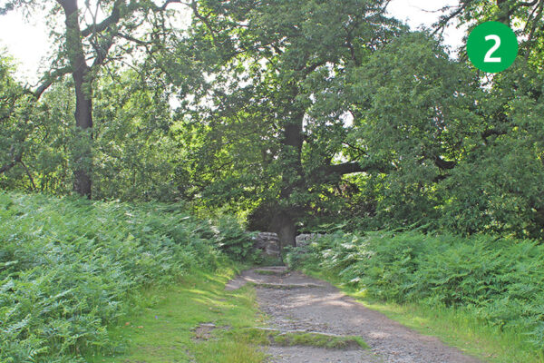 1: Riverside walk - Goyt Valley