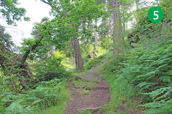 1: Riverside walk - Goyt Valley